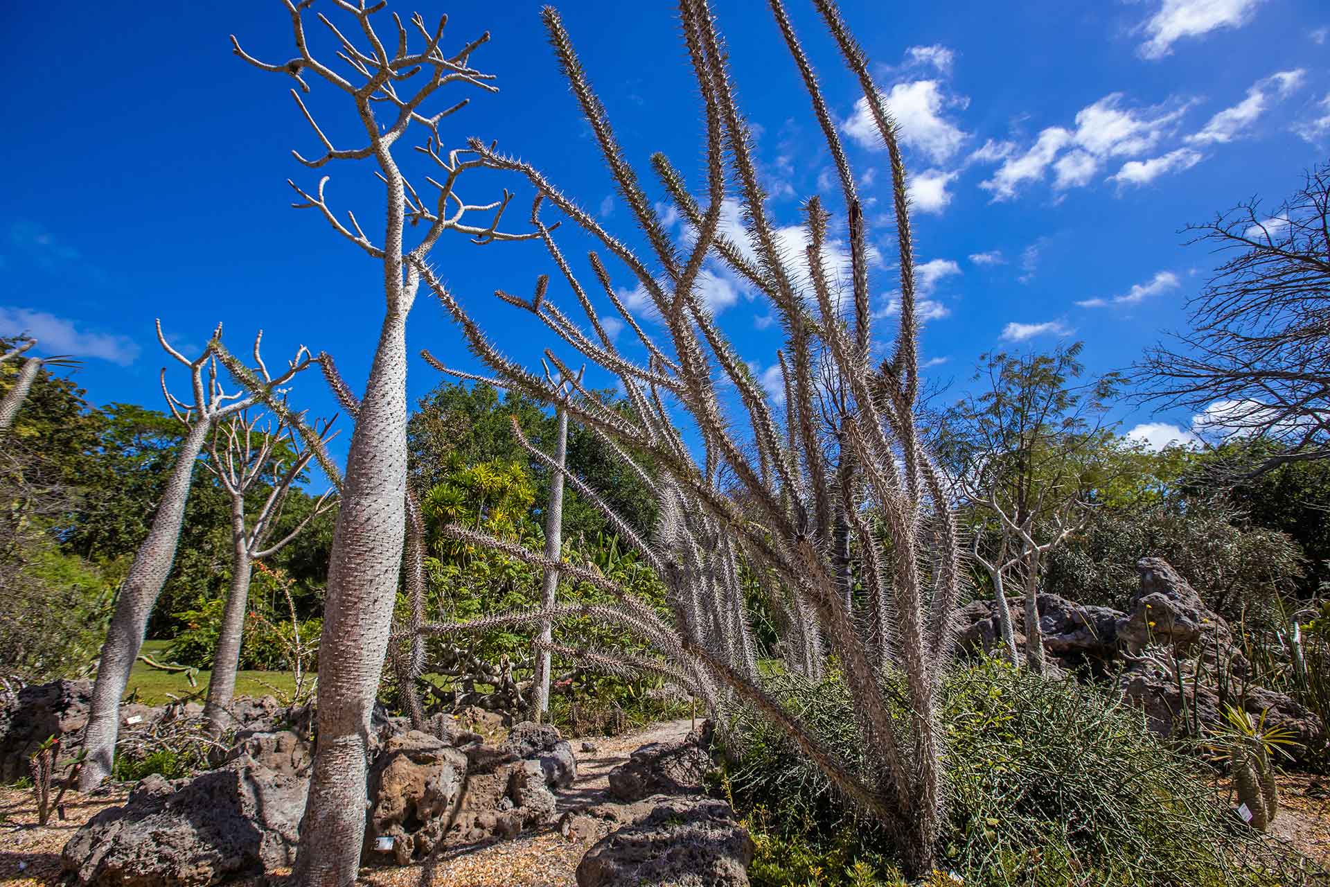 Lin Lougheed Spiny Forest of Madagascar - Fairchild Tropical Botanic Garden
